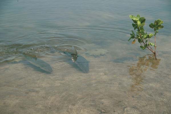 Tailing Bonefish
